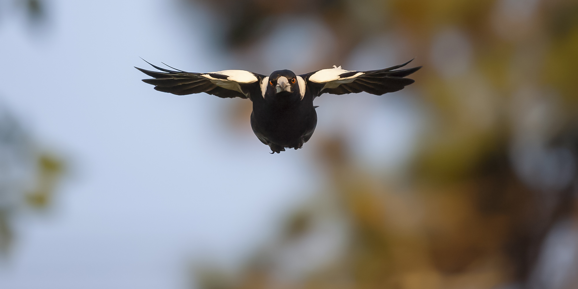 Tips for Cyclists to Avoid Swooping Magpies | Otago Trail Hub