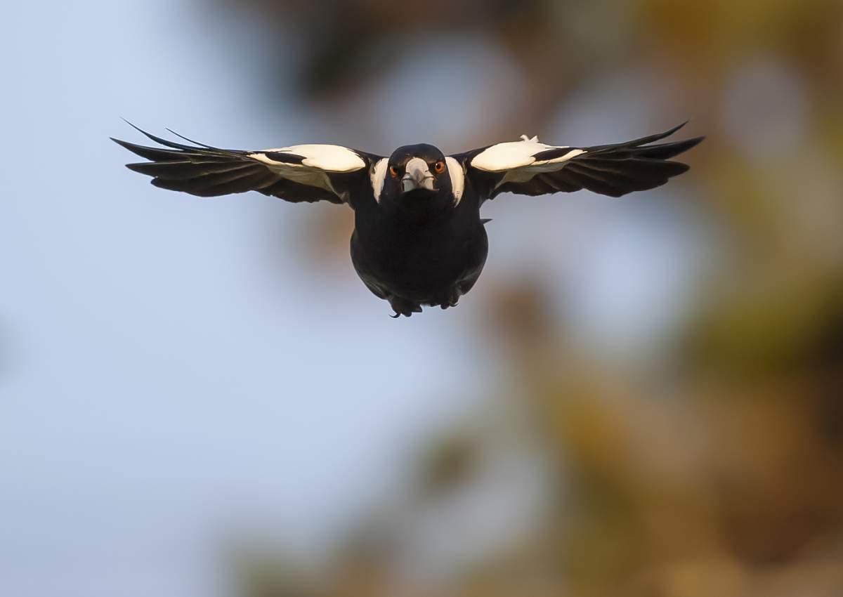 Tips for Cyclists to Avoid Swooping Magpies this Spring. | Otago Trail Hub