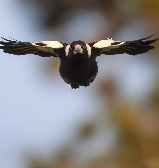 Tips for Cyclists to Avoid Swooping Magpies this Spring. | Otago Trail Hub
