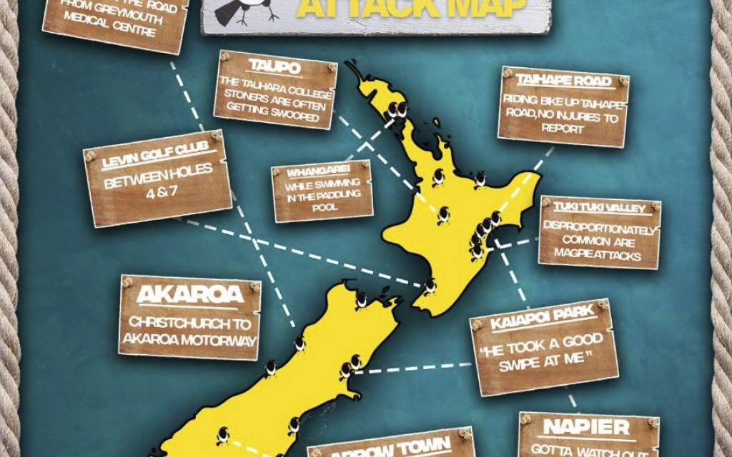 Tips for Cyclists to Avoid Swooping Magpies | Otago Trail Hub
