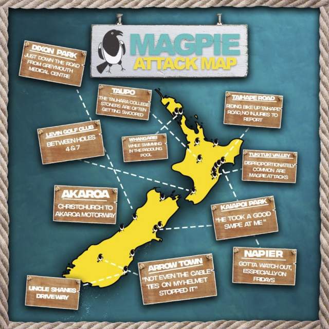 Tips for Cyclists to Avoid Swooping Magpies this Spring. | Otago Trail Hub