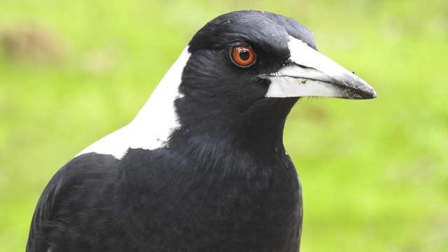 Tips for Cyclists to Avoid Swooping Magpies | Otago Trail Hub